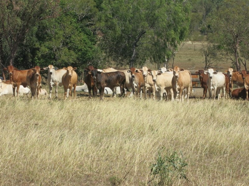 983 “Moonkan Park” Sandy Creek Road, Bushley QLD 4702 | Ray White Rural ...