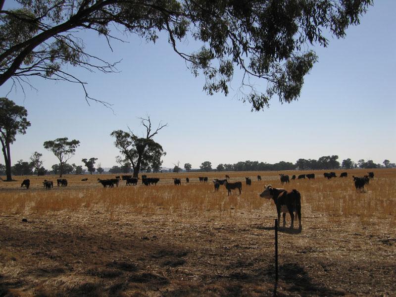 “BULGANDRA STATION”, Walbundrie NSW 2642 | the real estate agency ...