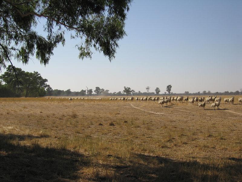 “BULGANDRA STATION”, Walbundrie NSW 2642 | the real estate agency ...