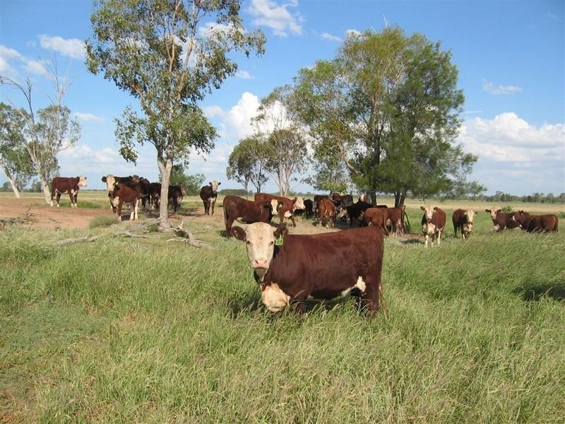 “Rossmore” Flinton Road, Flinton QLD 4422 | the real estate agency ...